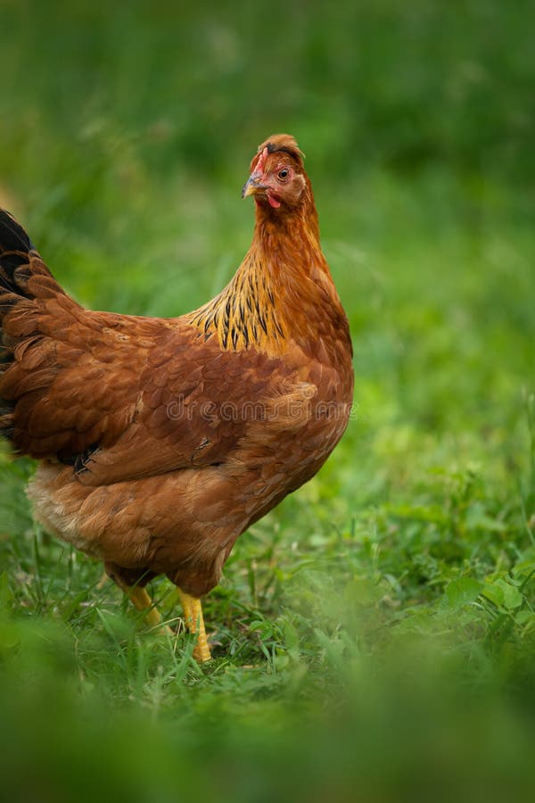 Hen standing in a meadow stock photo. Image of meadow - 252508120