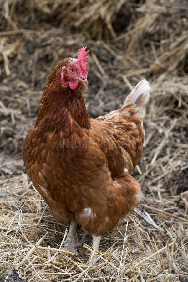 Hen stock photo. Image of animals, grass, poultry, comb - 31883798