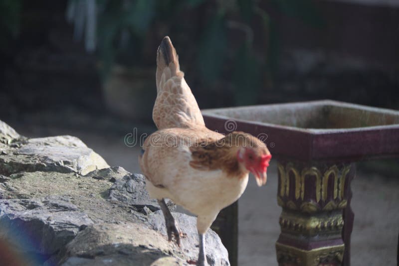 Chicken Walking on the Rocks Stock Photo - Image of rock, walking ...