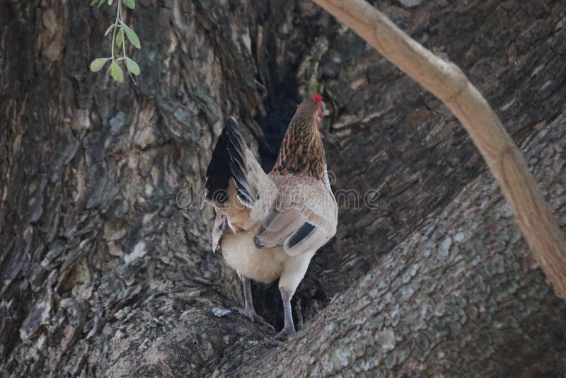 Chicken Standing on the Tree Stock Image - Image of south, thailand ...