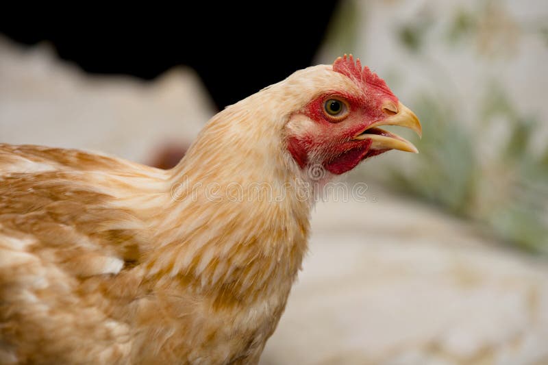 Hen Talk stock image. Image of copy, curious, coop, animal - 341945857