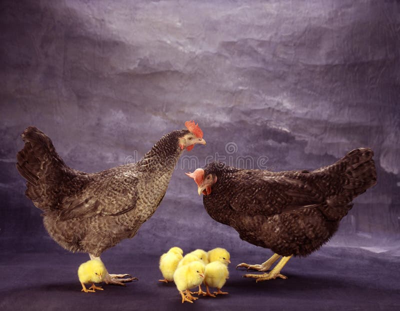 Pair of chickens stock image. Image of couple, grass - 10905975