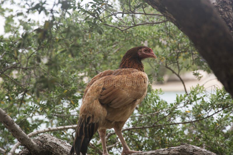 A Hen on a Tree stock photo. Image of organic, nature - 63430232
