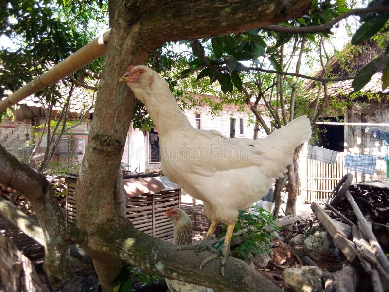 Hen on a tree stock image. Image of bird, elephant, lion - 319018511