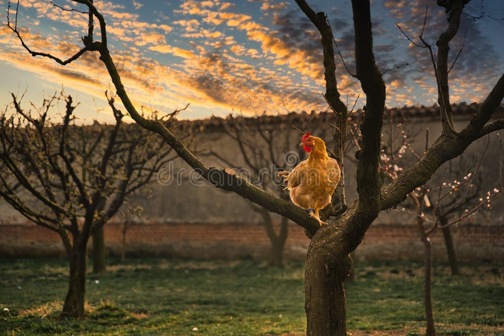 Hen on a Tree in the Countryside with an Amazing Sky Stock Photo ...