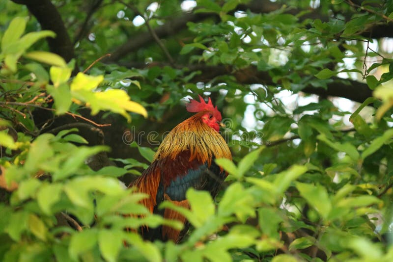3,038 Hen Tree Photos - Free & Royalty-Free Stock Photos from Dreamstime