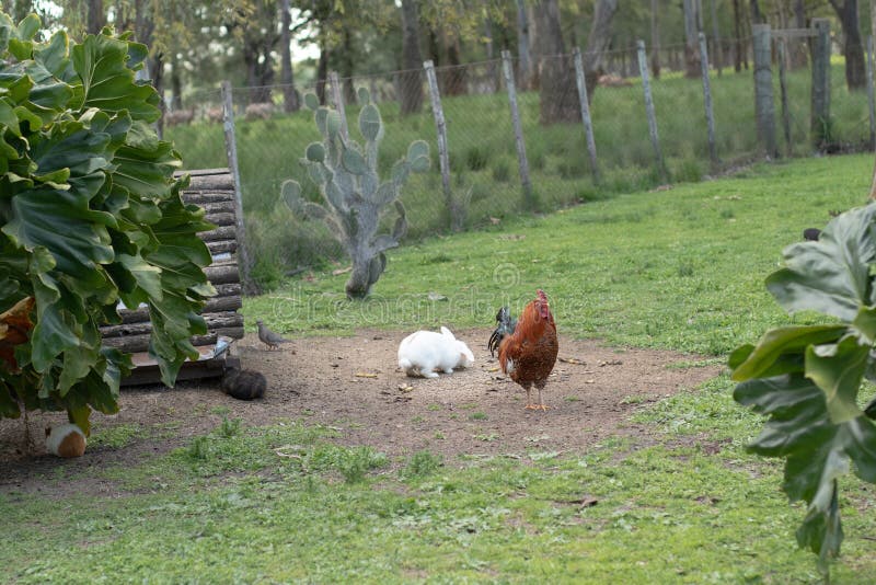 Hen and Two Rabbits in a Farmland Stock Photo - Image of farm, pets ...