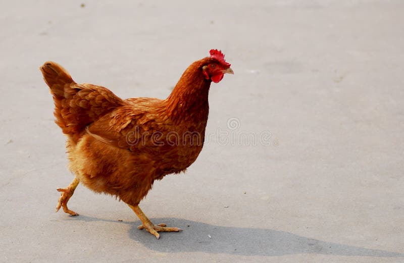 Hen on walk stock photo. Image of walk, inverted, yellow - 4287234