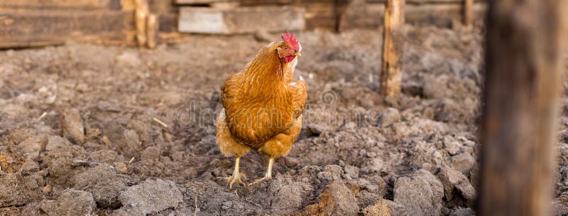 Hen Walk on Freshly Digging Land Stock Photo - Image of country ...
