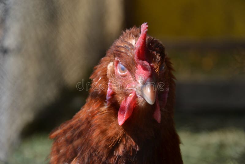 Hen Walking Barnyard Young Chicken Standig Alone Barn Yard Coop Stock ...