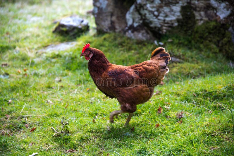 Hen walking on the field stock photo. Image of green - 88520478