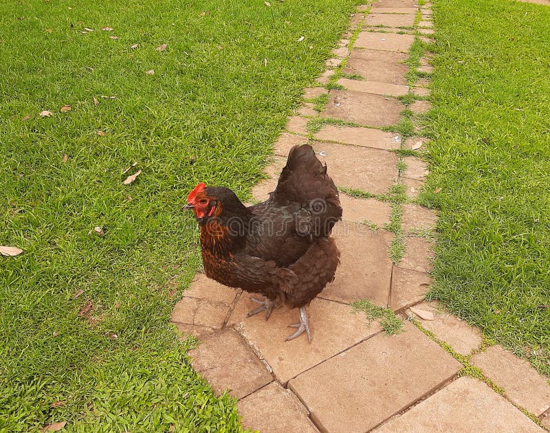 Hen Walking on the Garden Path Stock Image - Image of bird, rooster ...