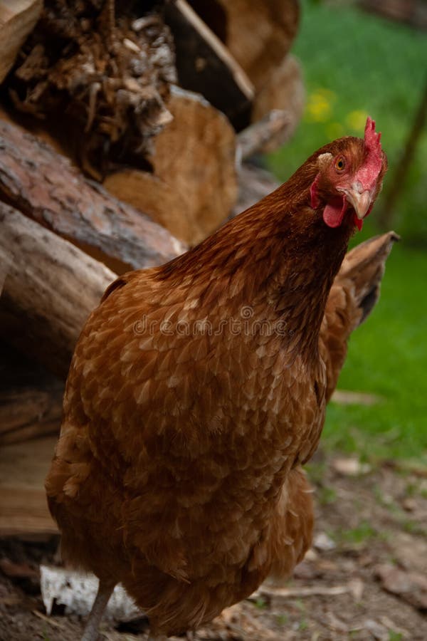 A hen walking on the grass stock image. Image of village - 247398667