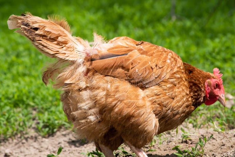 A hen walking on the grass stock image. Image of walking - 247567341