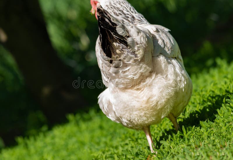 A hen walking on the grass stock image. Image of village - 247711637