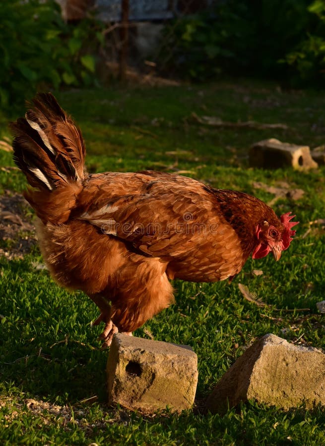 A hen walking on the grass stock photo. Image of agriculture - 247305332
