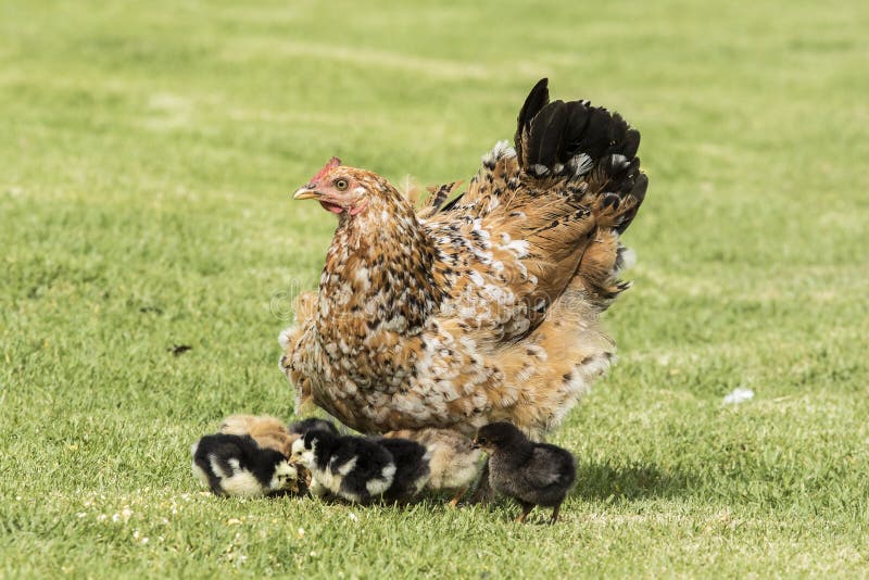 Hen Walking with Its Young Chicks Stock Photo - Image of mother ...