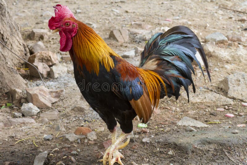 Hen walking stock photo. Image of white, female, farm - 73273534