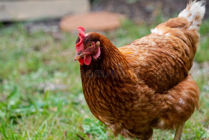 A Hen Walking in the Grass Outside Stock Image - Image of outdoors ...