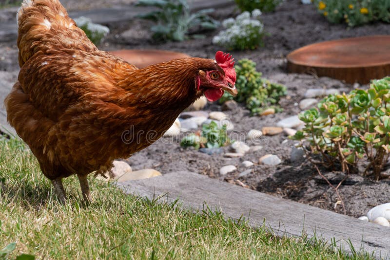 Hen Walking Outside in the Garden Stock Image - Image of rural, nature ...