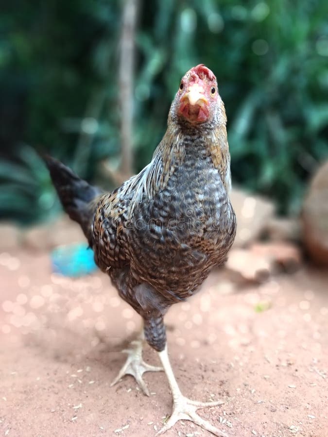 A Hen Was Saved from Death. Stock Image - Image of chicken, quail ...