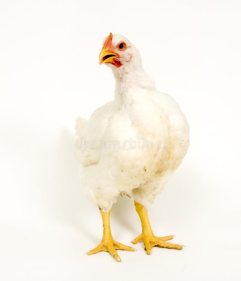 Hen on white background stock image. Image of eyes, bird - 1545429