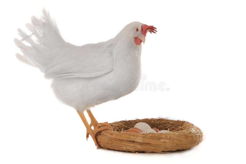 Hen stock photo. Image of nature, studio, creature, background - 33549940