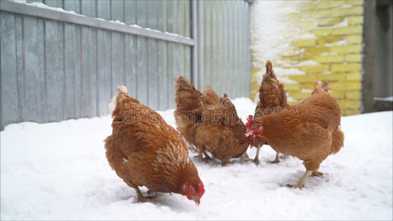 Hen in Winter - Farm Bird. Chickens on the Farm in Winter Stock Photo ...
