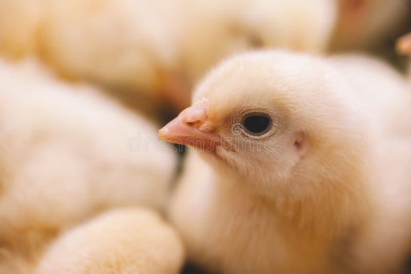 Baby chicken closeup stock photo. Image of farm, animal - 98127444