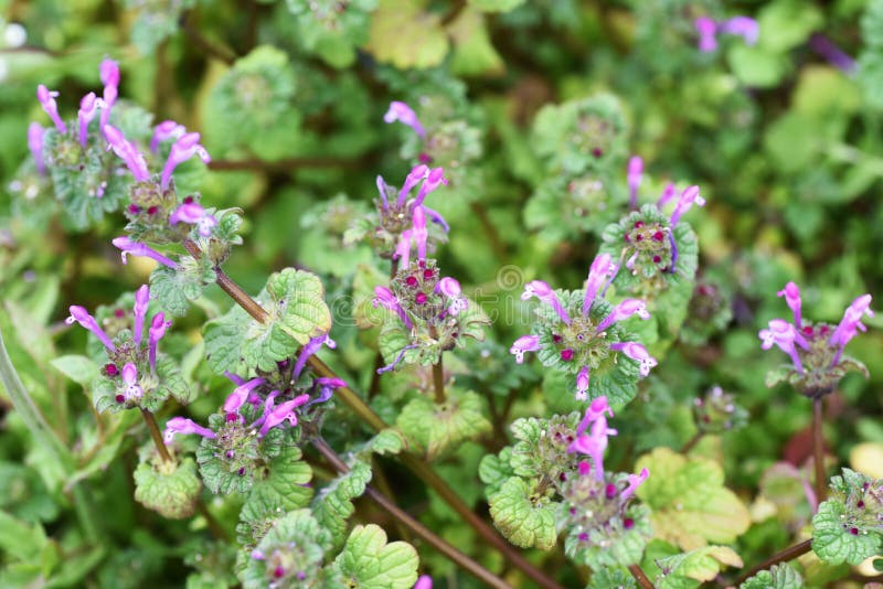 Henbit stock image. Image of plant, flora, closeup, bloom - 173450939