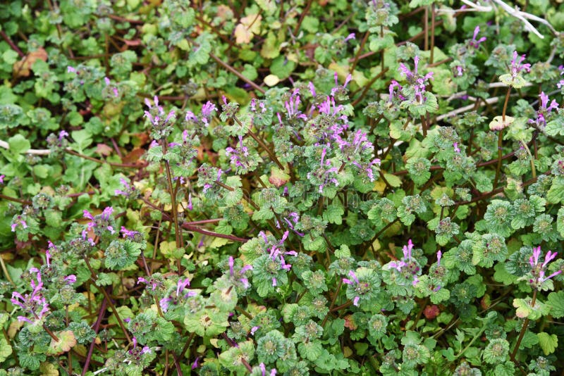 Henbit flowers stock photo. Image of flowers, closeup - 138599612