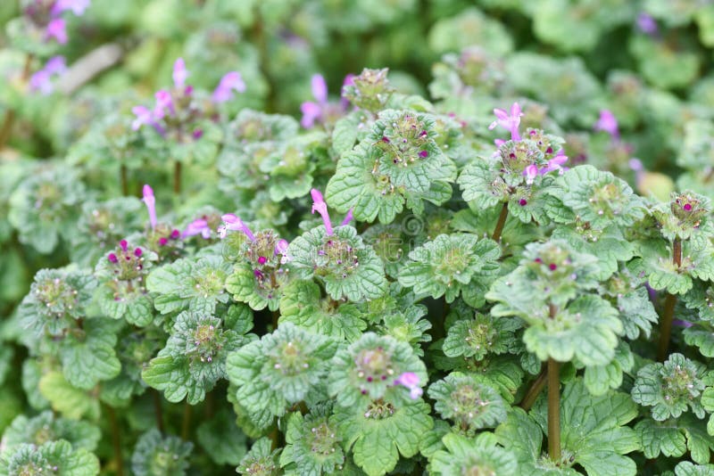 Henbit flowers stock image. Image of natural, floral - 84714249