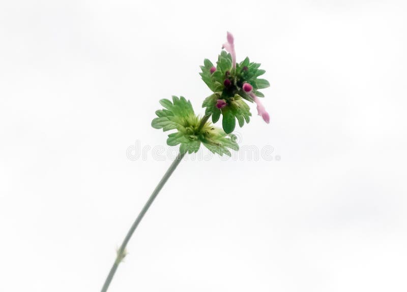 Henbit Plant Also Known As Deadnettle, Lamium Amplexicaule Isolated on ...