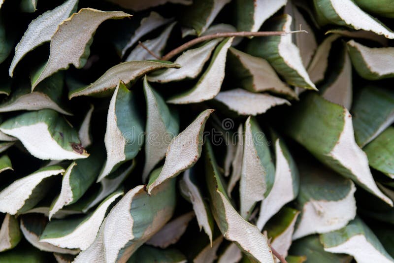 Henequen plant stock photo. Image of famous, henequen - 94398304