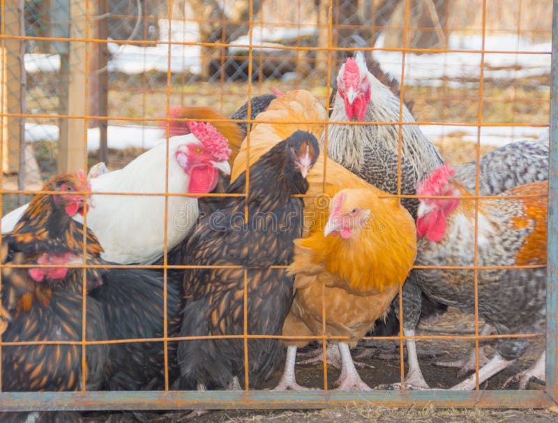 In the Henhouse the Day the Chickens of Different Colors. Stock Image ...