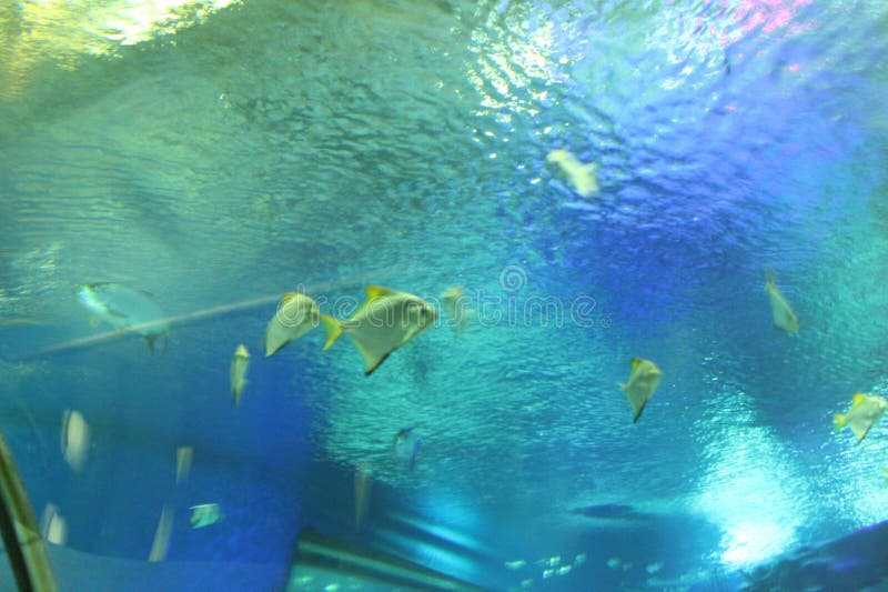 Heniochus Acuminatus Swims in the Water of the Sid from the Bottom Side ...