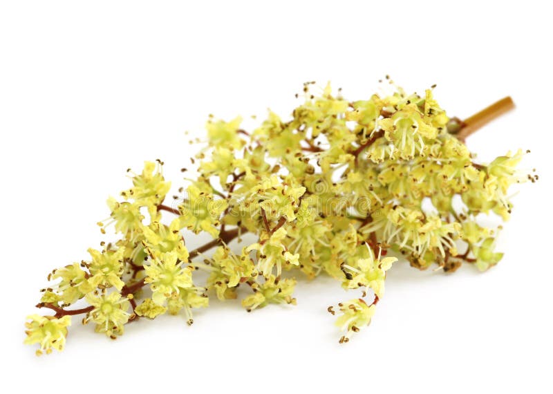 Henna flower with leeaves stock photo. Image of asia - 45749678