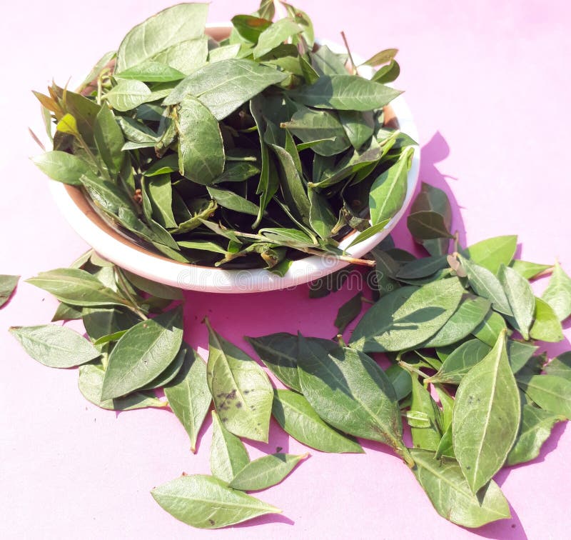 Henna is a Reddish Dye Prepared from the Dried and Powdered Leaves of ...