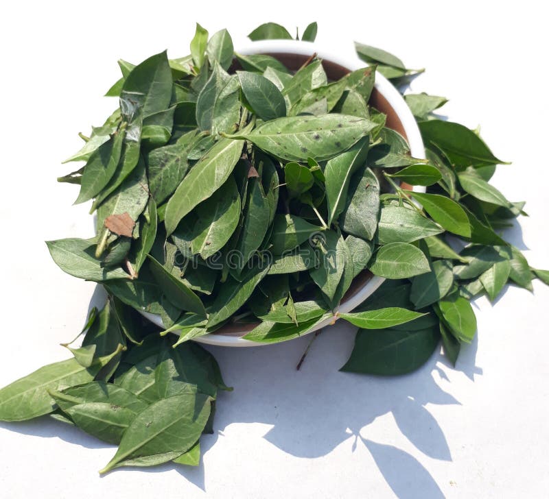 Henna is a Reddish Dye Prepared from the Dried and Powdered Leaves of ...