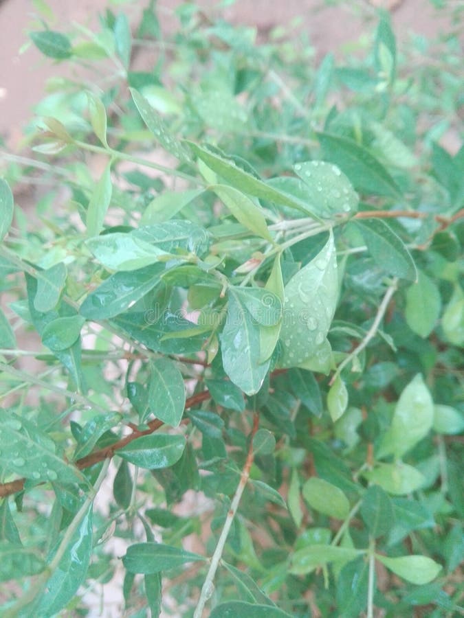 Henna tree branches stock photo. Image of hinna, temporary - 192591654