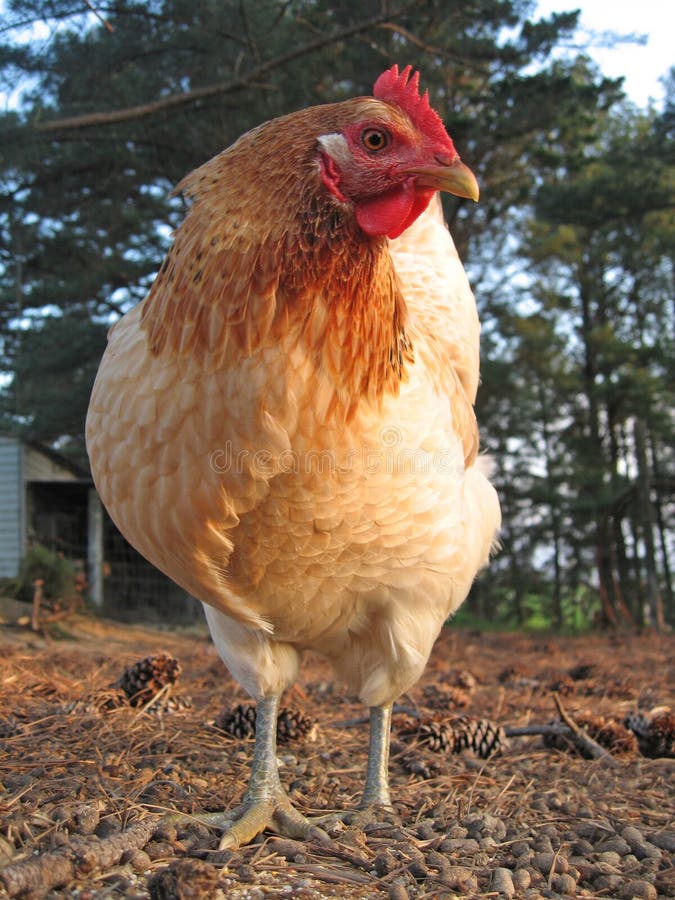 Henne stockfoto. Bild von frei, bauernhof, hennen, huhn - 1371700