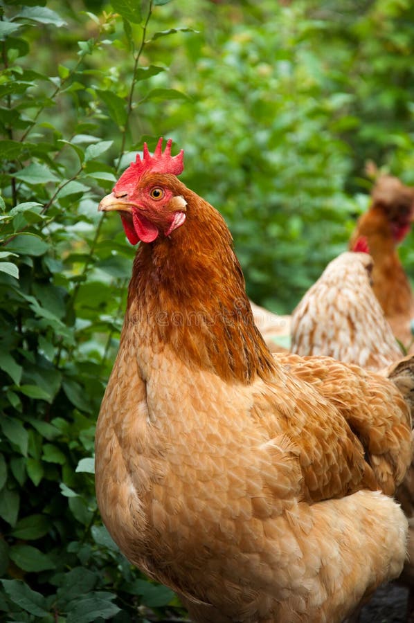Sitzende Henne stockfoto. Bild von brütig, frau, verändert - 3143426