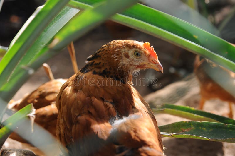 Henne stockfoto. Bild von bewirtschaften, tier, henne - 8888162