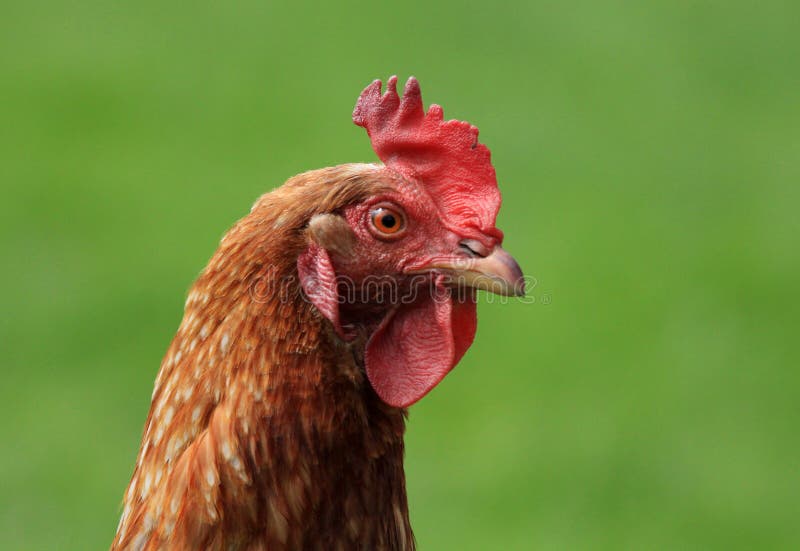 Brown-Henne stockfoto. Bild von stroh, landwirtschaft - 21866446