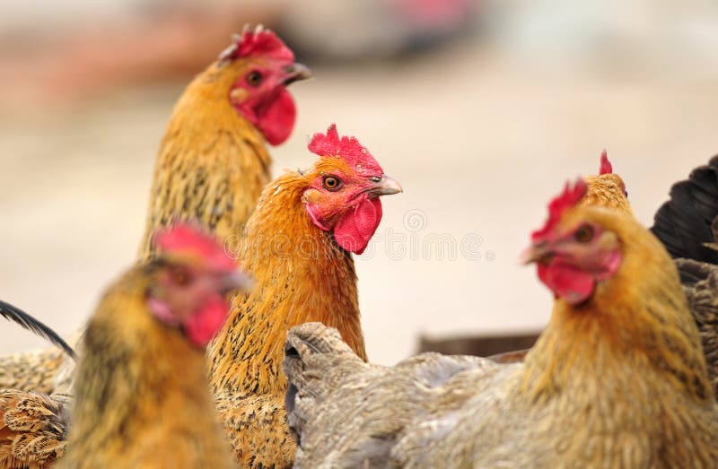 Henne Bild. Bild: 5397395