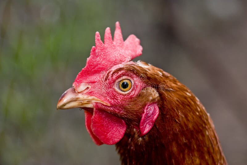 Henne stockbild. Bild von bauernhof, tier, bewirtschaften - 4958429