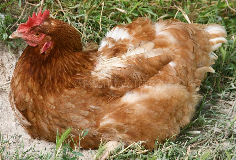 Henne stockbild. Bild von frei, huhn, kopf, sitzen, farben - 5397395