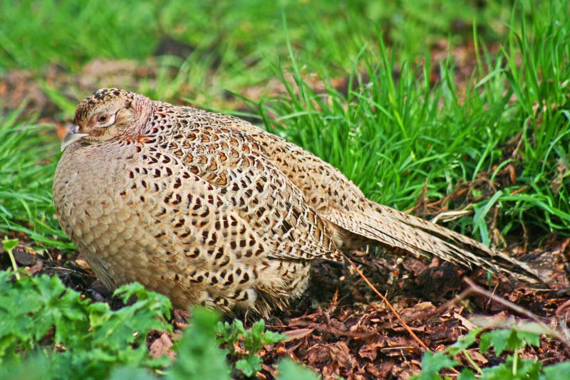 Henne-Fasan stockfoto. Bild von grün, fasan, vogel, henne - 9285008