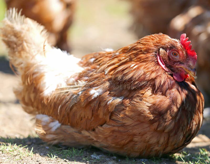 Weiße Henne im Hühnerhaus stockbild. Bild von henne - 119444977