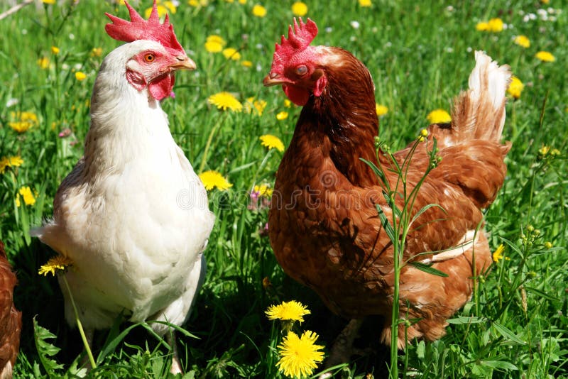 Hennen stock photo. Image of brown, farmyard, flowers - 7096970